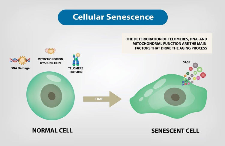 Cellular Senescence – elivity®